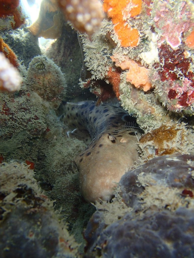 Baby sharks defy ocean acidification • Mares - Scuba Diving Blog