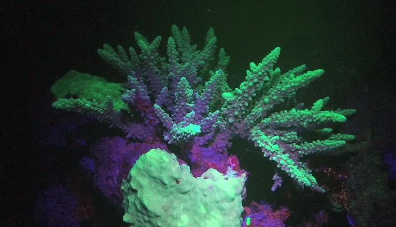 Welcome to the brave new (underwater) world of fluo diving • Mares ...