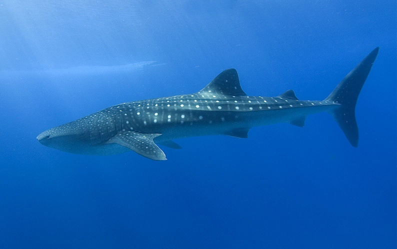 Whale sharks and hammerhead sharks go into the red • Mares - Scuba ...