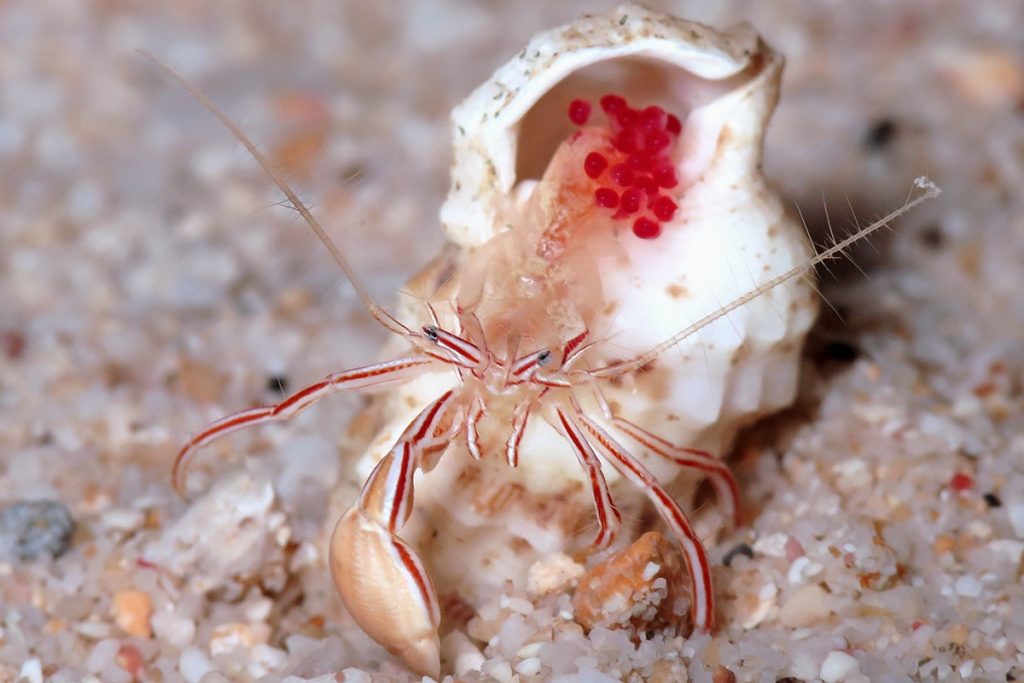 The crab with the candy cane legs • Mares - Scuba Diving Blog
