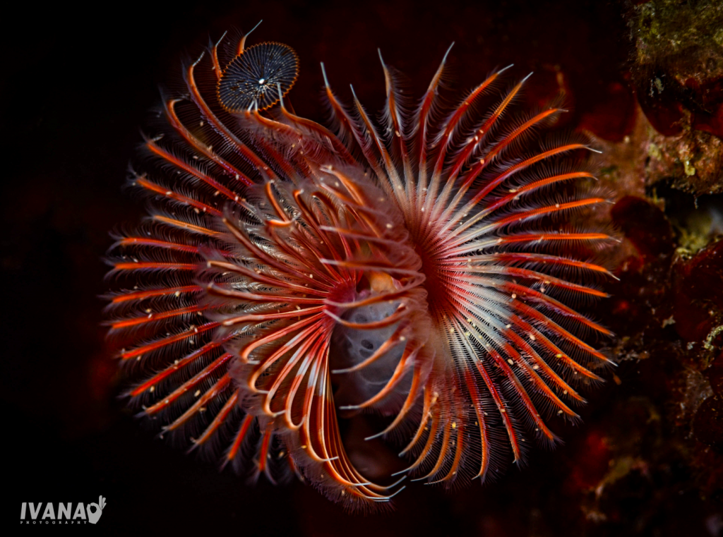 The Prettiest of Worms • Mares - Scuba Diving Blog