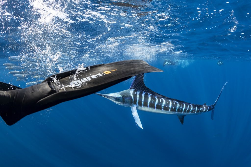 Baja California Sur- A general overview (Chapter One) • Mares - Scuba ...