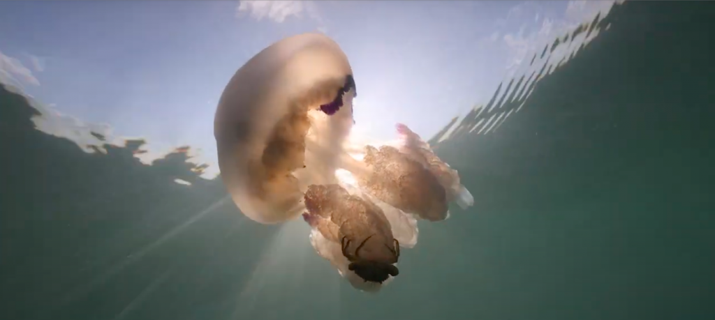 Phoresis in the Mediterranean • Mares - Scuba Diving Blog