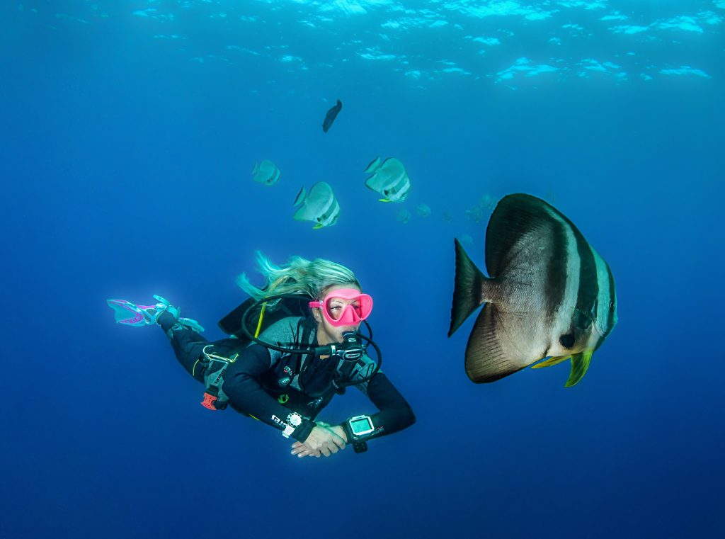 Get to know the Batfish • Mares - Scuba Diving Blog