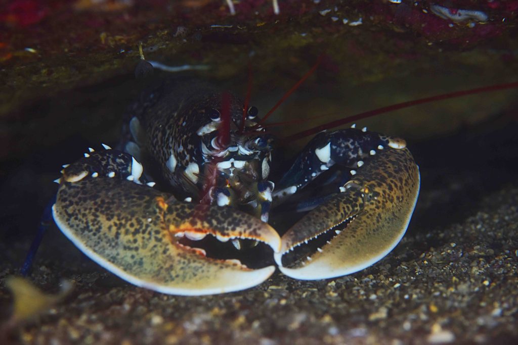 The Mediterranean lobster • Mares - Scuba Diving Blog