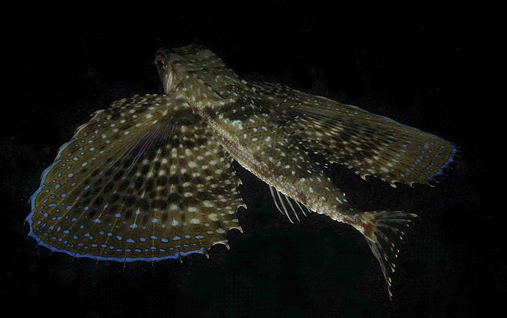 Flying gurnard (Dactylopterus volitans) • Mares - Scuba Diving Blog