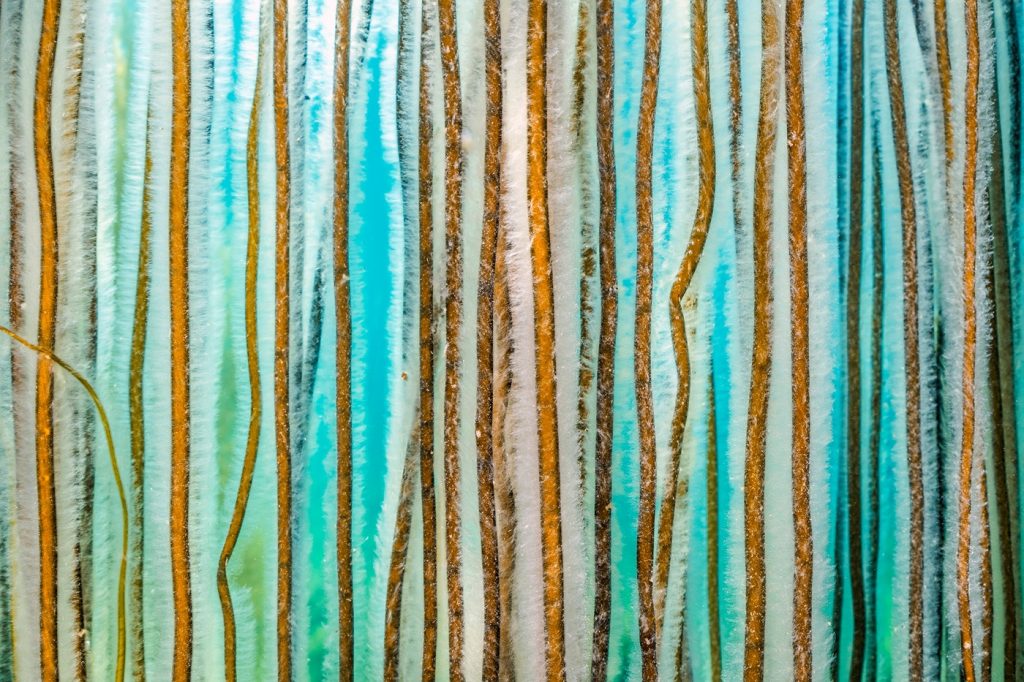 Wildlife Photographer of the Year 2022: Bootlace Barcode • Mares ...