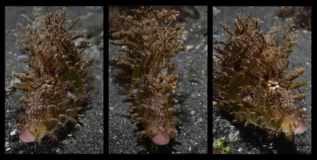 The master of camouflage - The prickly leather-jacket fish • Mares ...