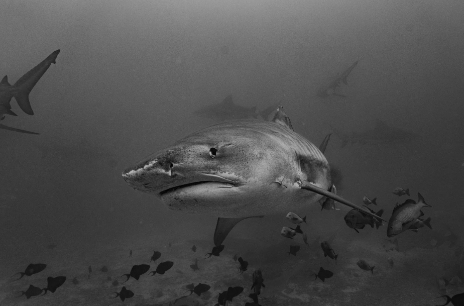 Our Encounter with the Ocean Tigers - Fiji • Mares - Scuba Diving Blog