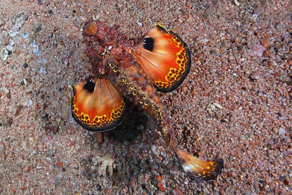 The spiny devilfish • Mares - Scuba Diving Blog