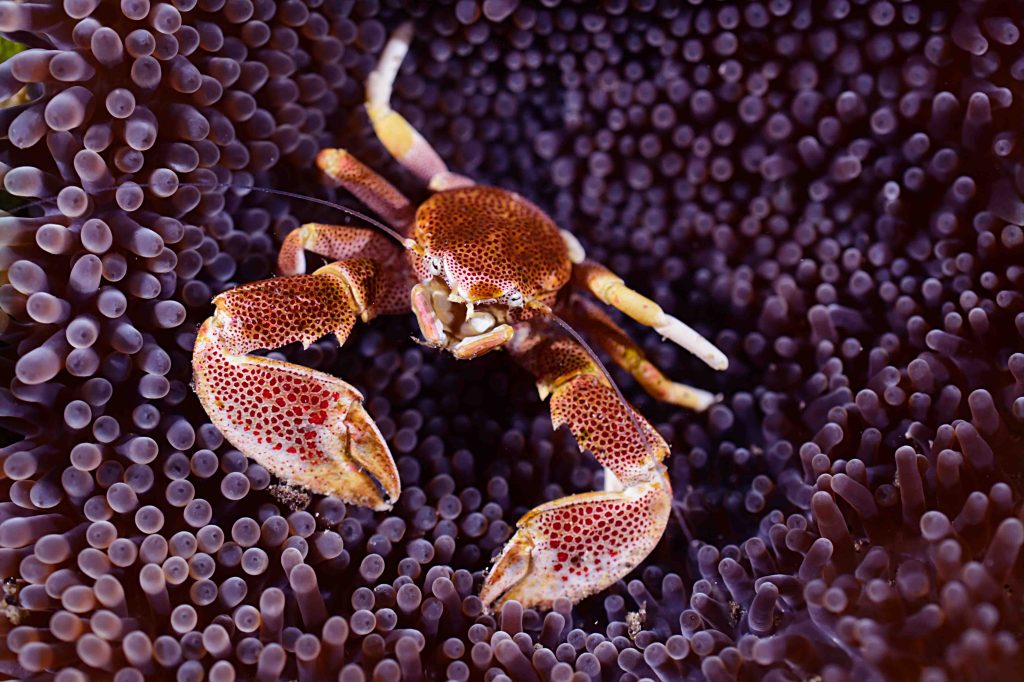Porcelain Crabs: The Elegant Eccentrics of the Marine World • Mares ...