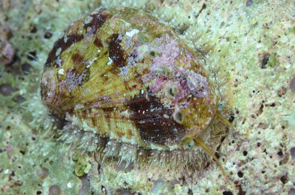 Galloping Through The Sea: The Fascinating Abalone • Mares - Scuba ...